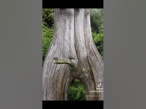 Sus trees 😱😱😱 - YouTube