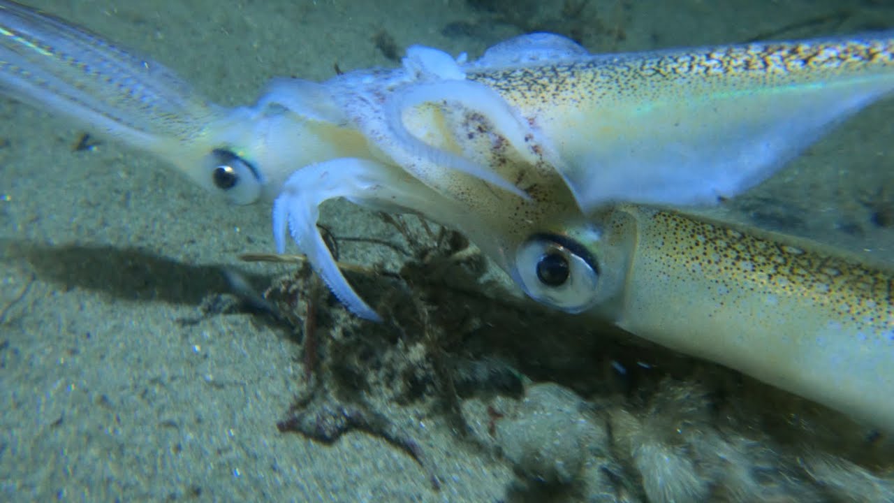 Squid Love @Redondo Beach, California -squid mating, laying eggs - YouTube