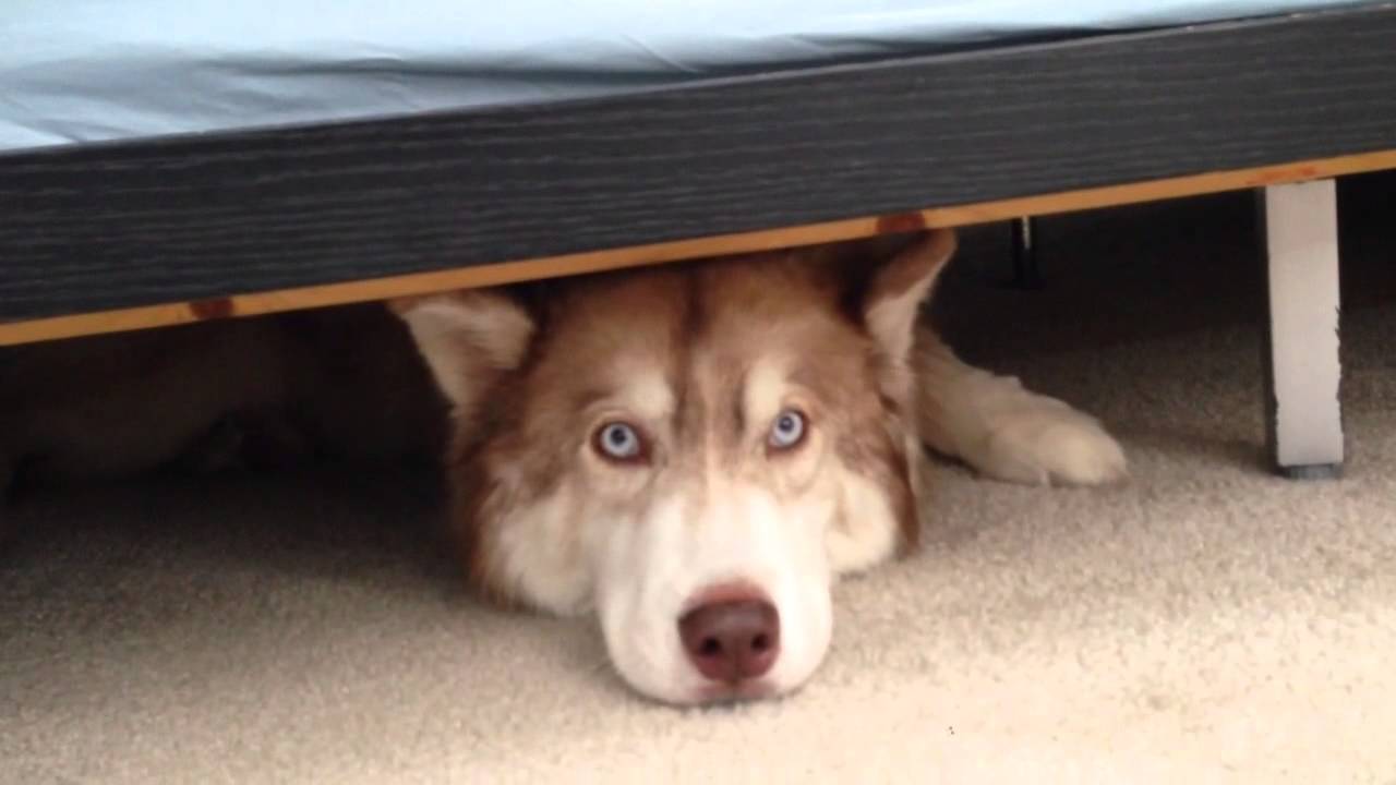 Siberian husky crawling out under the bed - YouTube