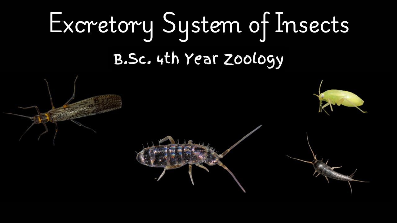 𝐄𝐱𝐜𝐫𝐞𝐭𝐨𝐫𝐲 𝐒𝐲𝐬𝐭𝐞𝐦 𝐨𝐟 𝐈𝐧𝐬𝐞𝐜𝐭𝐬 || 𝐁.𝐒𝐜. 𝟒𝐭𝐡 𝐘𝐞𝐚𝐫 𝐙𝐨𝐨𝐥𝐨𝐠𝐲 || - YouTube