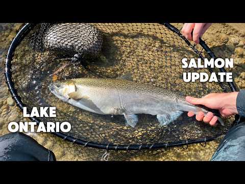 Are Salmon in the Rivers Yet? Ontario Salmon Run Update