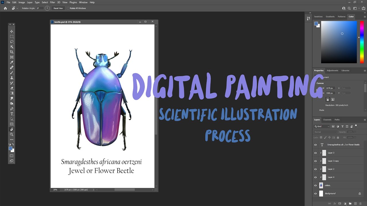 Digital Painting a Scientific Illustration - Flower Beetle - YouTube