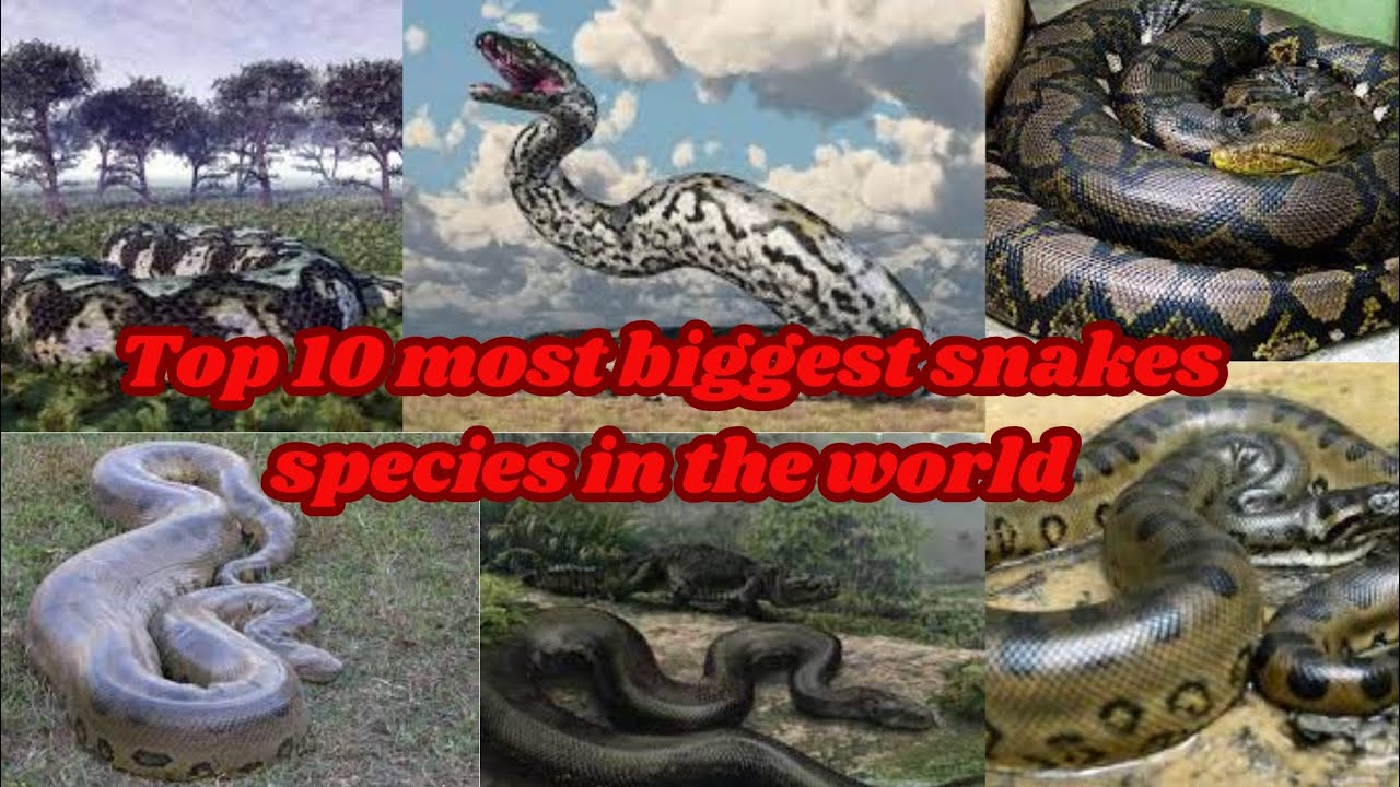 Top 10 most biggest snake species in the world🐍🐍🐍🐍🐍🐍🐍 - YouTube