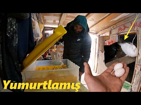 GÜVERCİNLER YUMURTLADI!-KULUÇKA MAKİNASINI ALDIK- 9.Bölüm #güvercin #tavuk #civciv