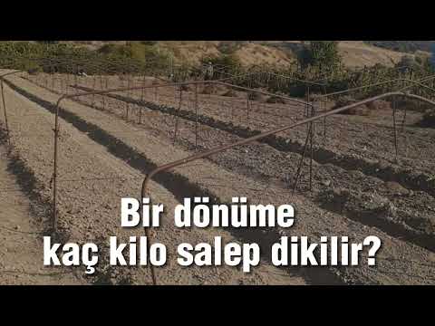 Salep Yetiştiriciliği toprak hazırlığı ve salep dikimi (soru-cevap) Part2