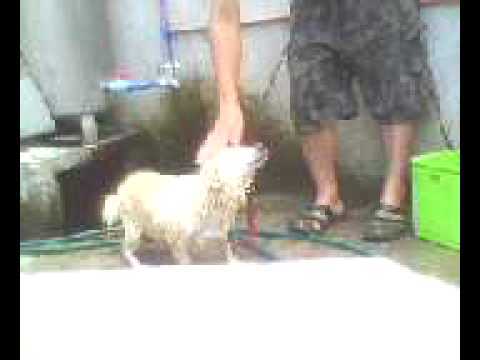 NEW BAPTIZED DOG - YouTube
