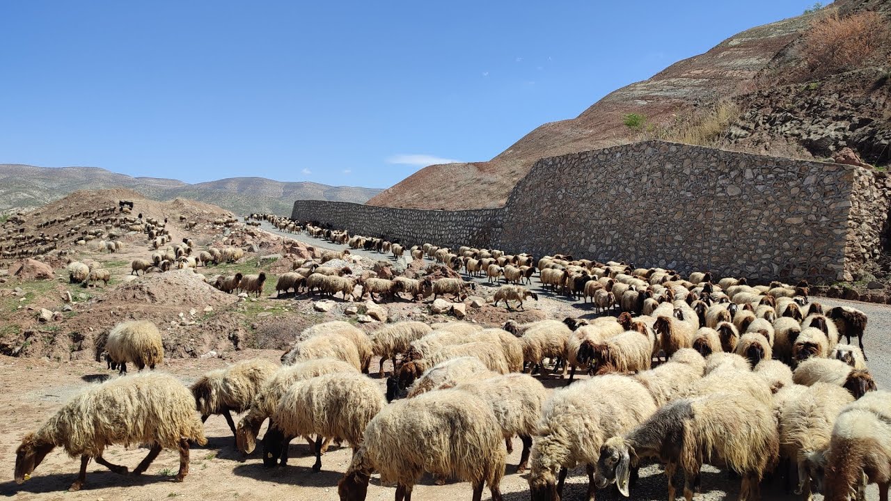 1460 sheep and goats largest sheep army 1460 ضأن وماعز أكبر جيش شاة ...