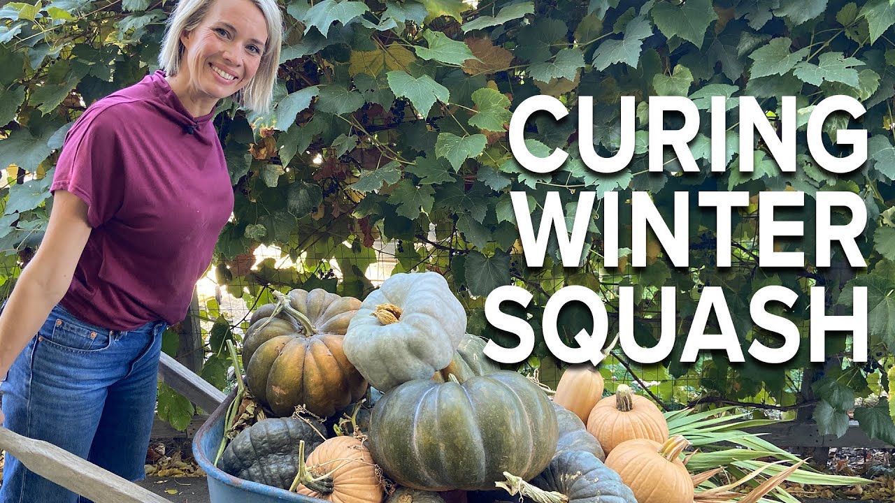 Curing And Saving Winter Squash Youtube