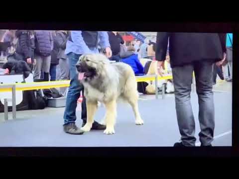 Dog show, ATTACK ON JUDGE, Caucasian shepherd