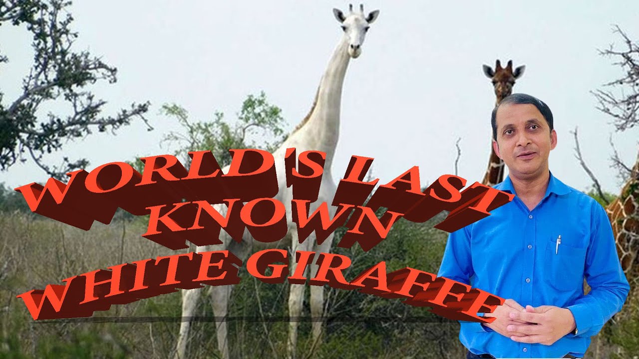 WORLD'S LAST KNOWN WHITE GIRAFFE - YouTube