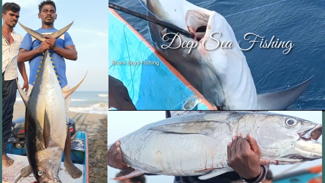 300 Kg மீன்கள்|கடும் காற்றில் மிகப்பெரிய ராட்சச மீன்கள் வேட்டை|300 Kg ...