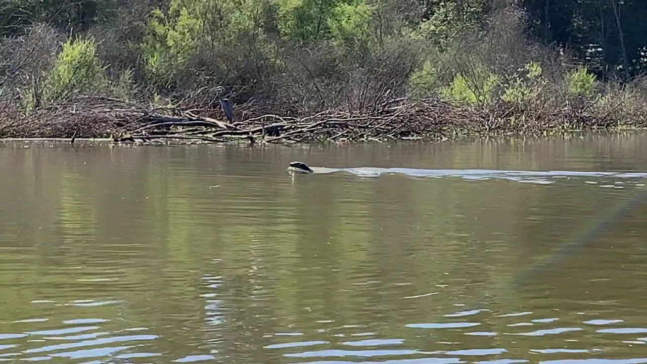 San Pablo Dam Kayak Cleanup - YouTube
