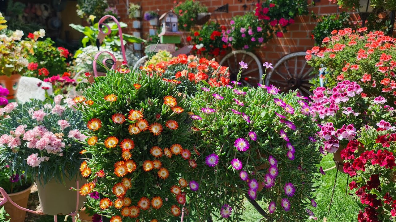 Planta flor del rocío : Trepadora, rastrera, flor de colores muy vivos ...