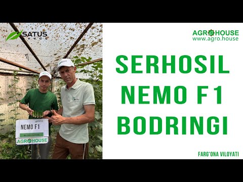 Serhosil NEMO F1 bodringi #bodring #бодринг #issiqxona #dehqonchilik