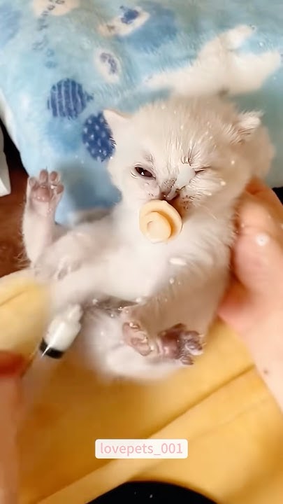 #funny #dog #cat #animals #pets #memes #funnyanimals #funnycats #funnypets - YouTube