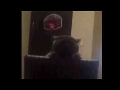 Davut diye bağıran kedi