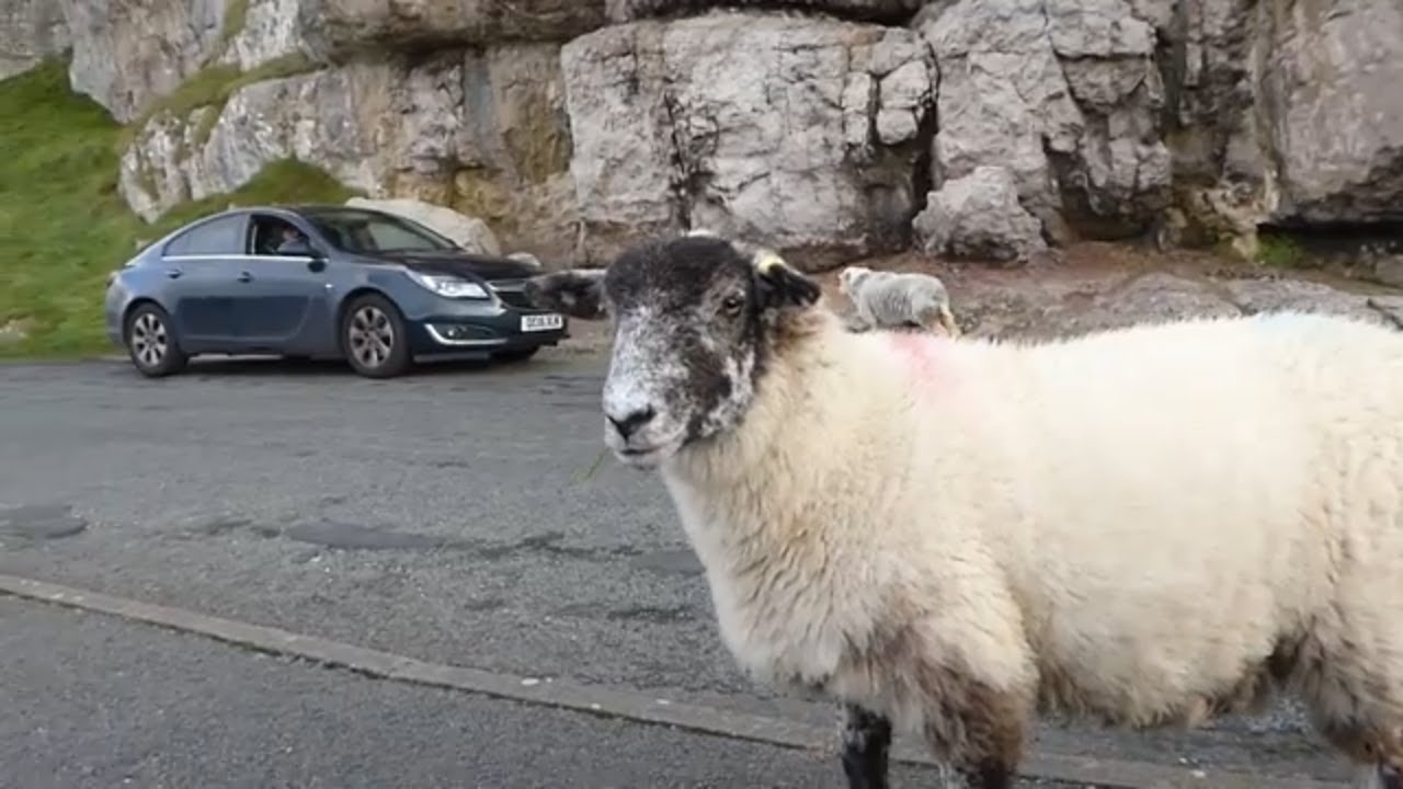 Hiding from Sheep. November 2017. Great Orme, Llandudno, North Wales. - YouTube