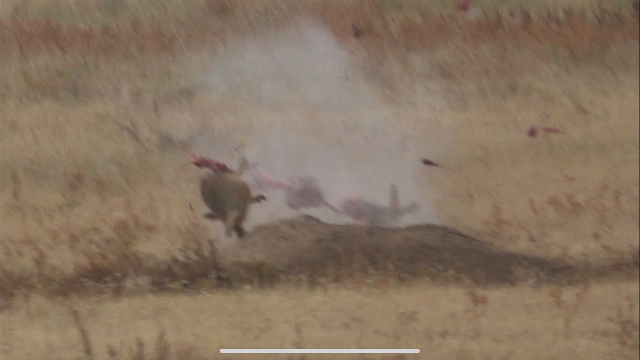 7mm Vs Prairie dog *COLLATERAL* - YouTube