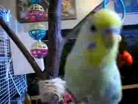 talking budgie perruche qui parle - YouTube