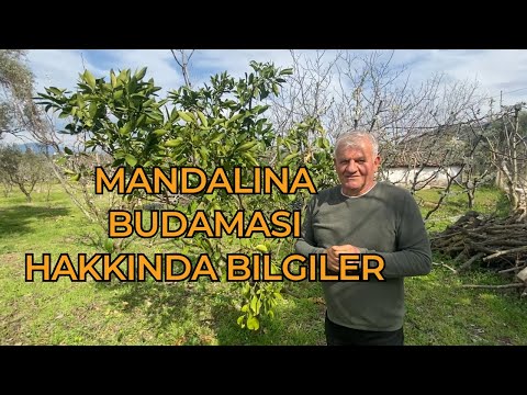 Mandalina Budama - Mandalina Budama hakkında genel bilgiler