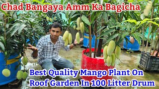 Best Quality Mango Plant On Roof Garden In 100 Litter Drum/ Mango Plant Fruiting/Top Mango Plant