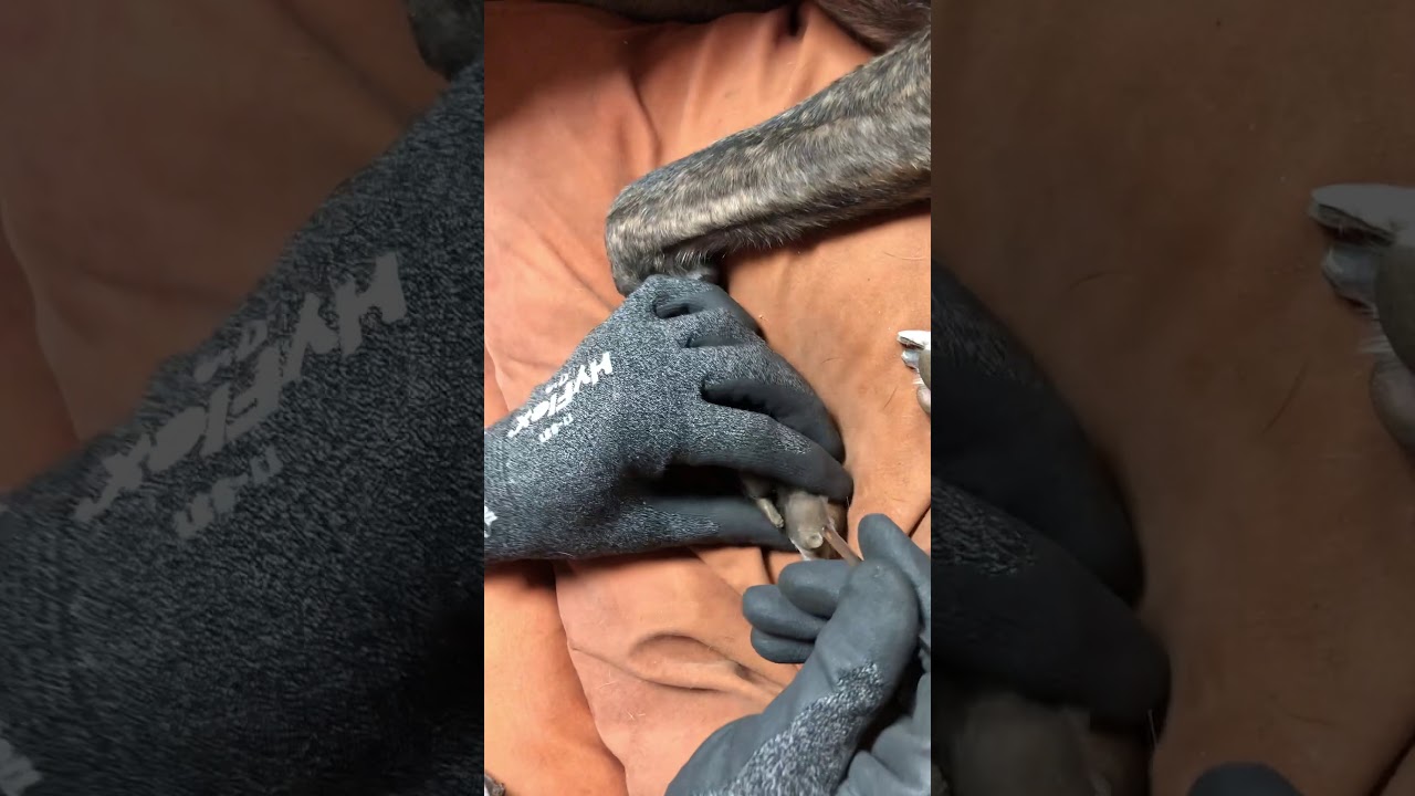 Hulling a greyhound's corn - YouTube