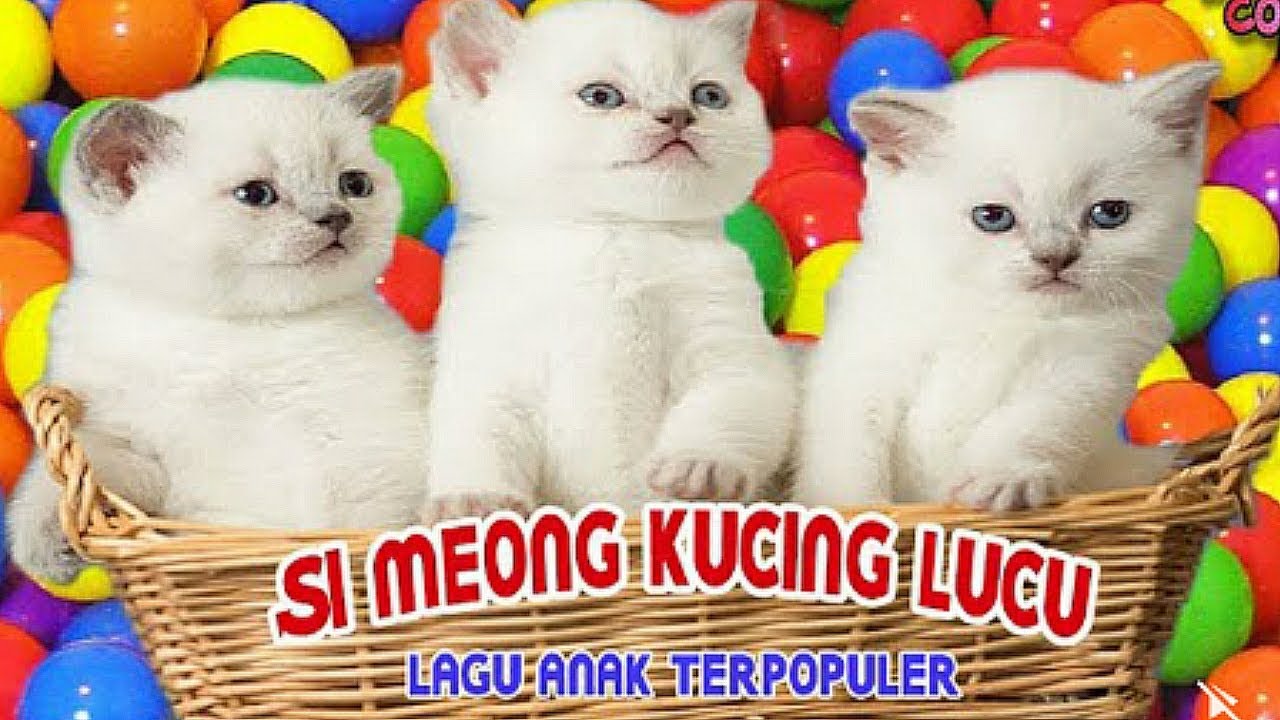 Si meong kucing lucu ~ Lagu kucing meong-meong ~ Kumpulan kucing lucu - YouTube