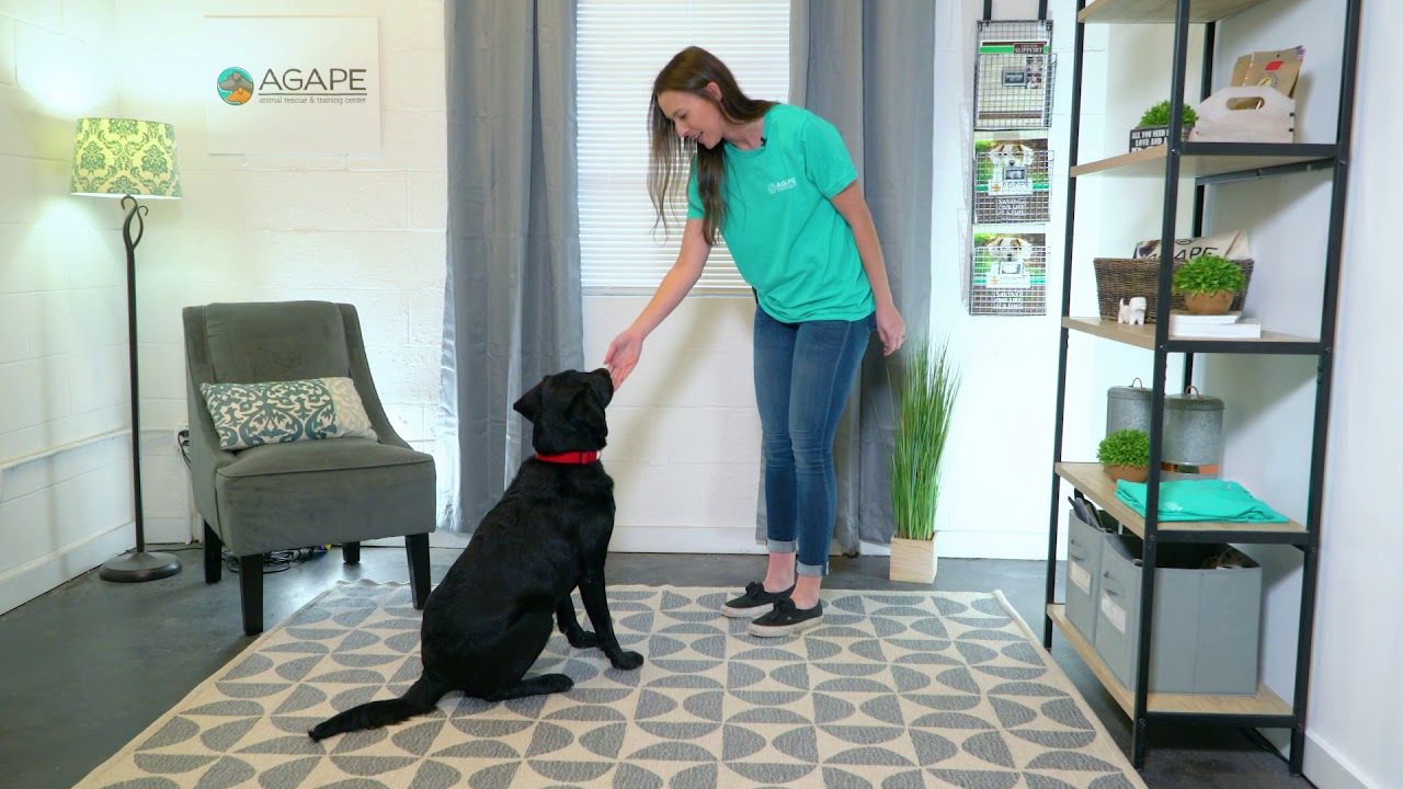How To Teach Your Dog To Sit // Agape Animal Rescue - YouTube