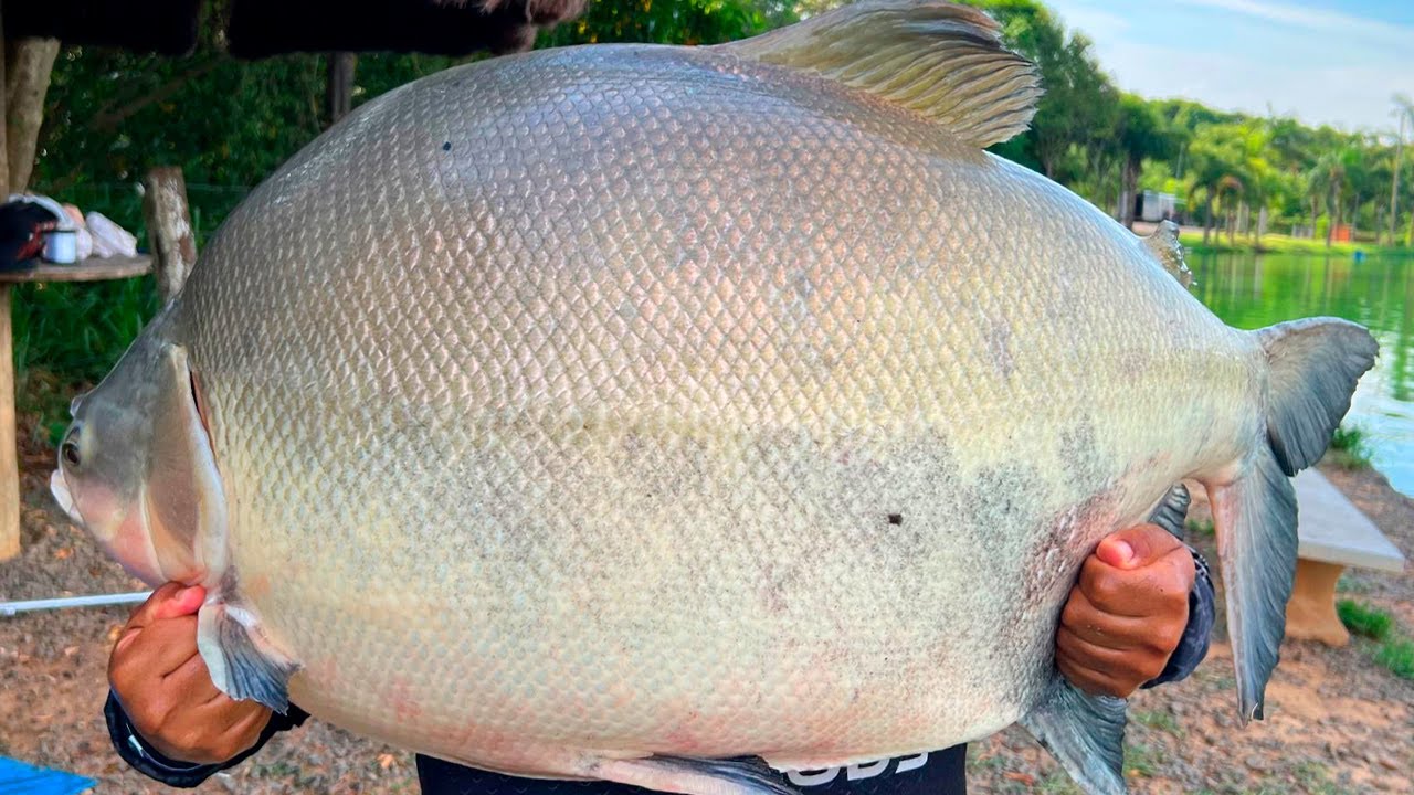 34KG DE TAMBACU NO ENGORDA MAEDA, ESSA ISCA SELECIONA! - YouTube
