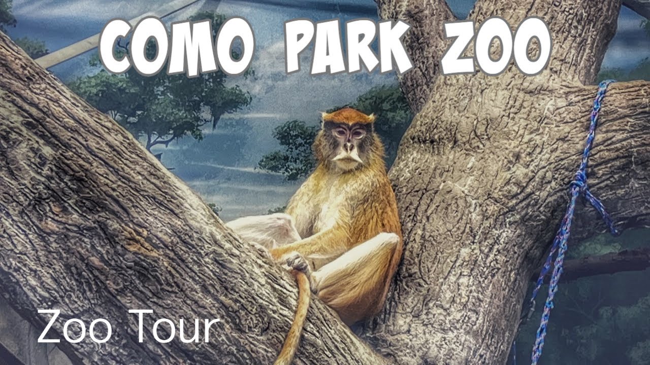 Como Park Zoo: A Family-Friendly Adventure - YouTube