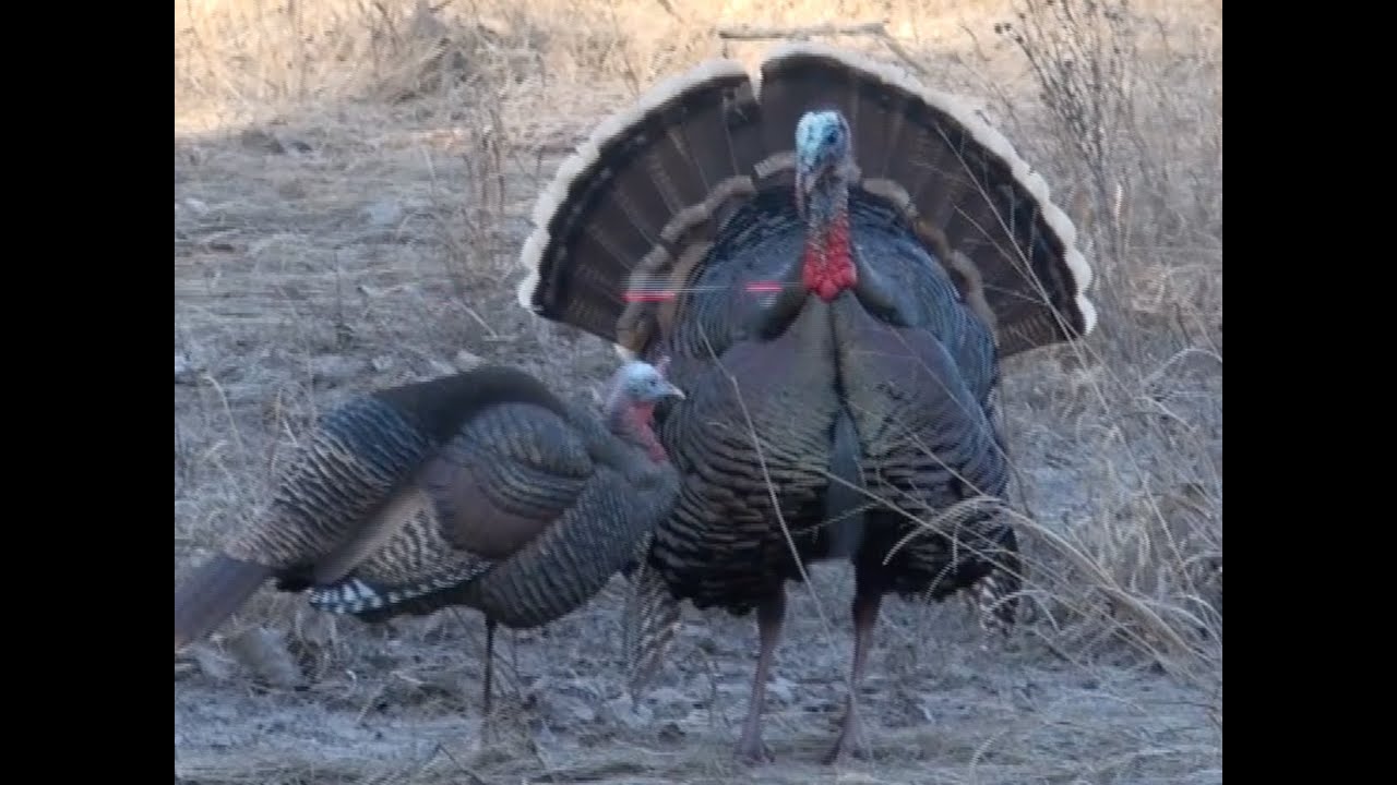 ARCHERY DOUBLE Kill---Turkey HEAD SHOT with Magnus Bullhead - YouTube