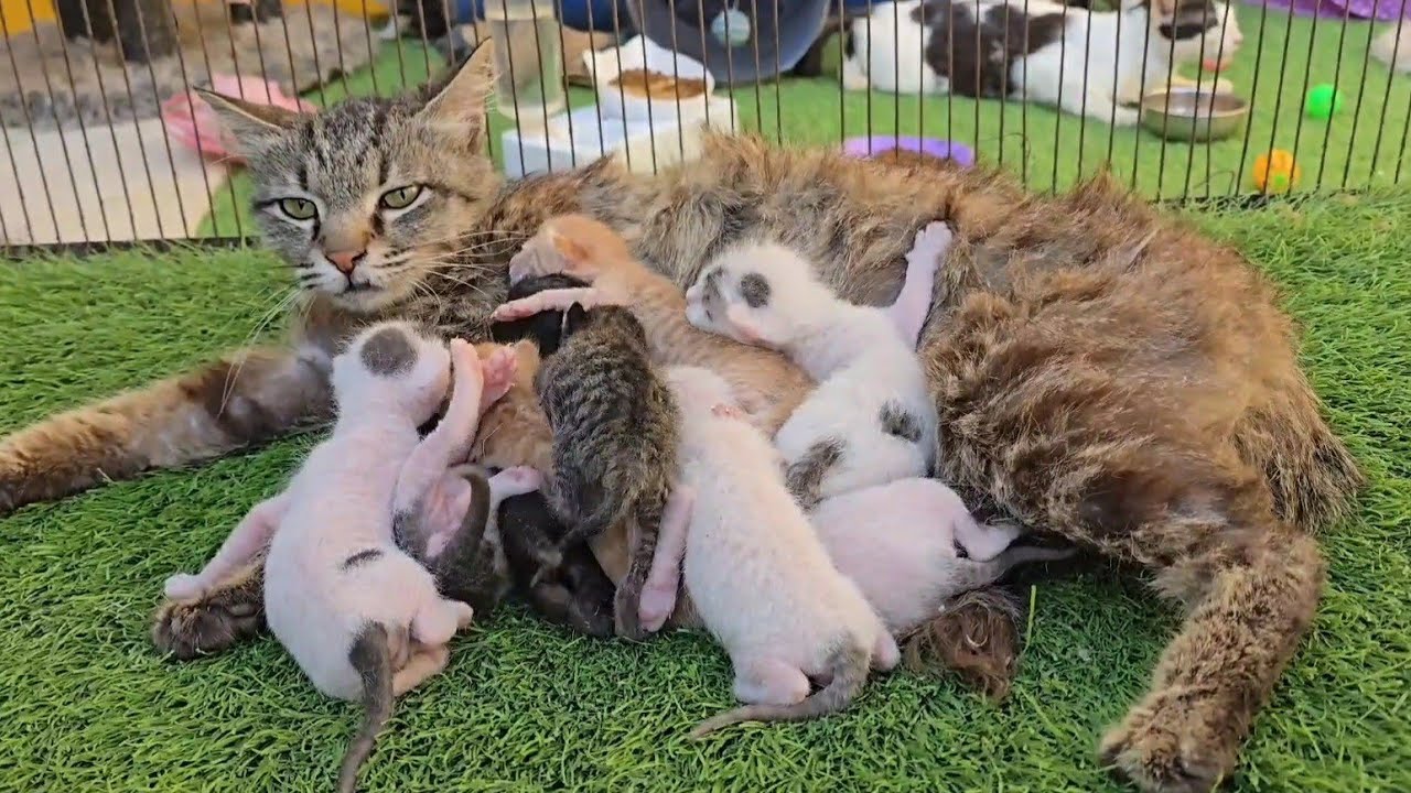Angry Stray Cat Reacts When I Found Her Newborn Kittens | Until This ...