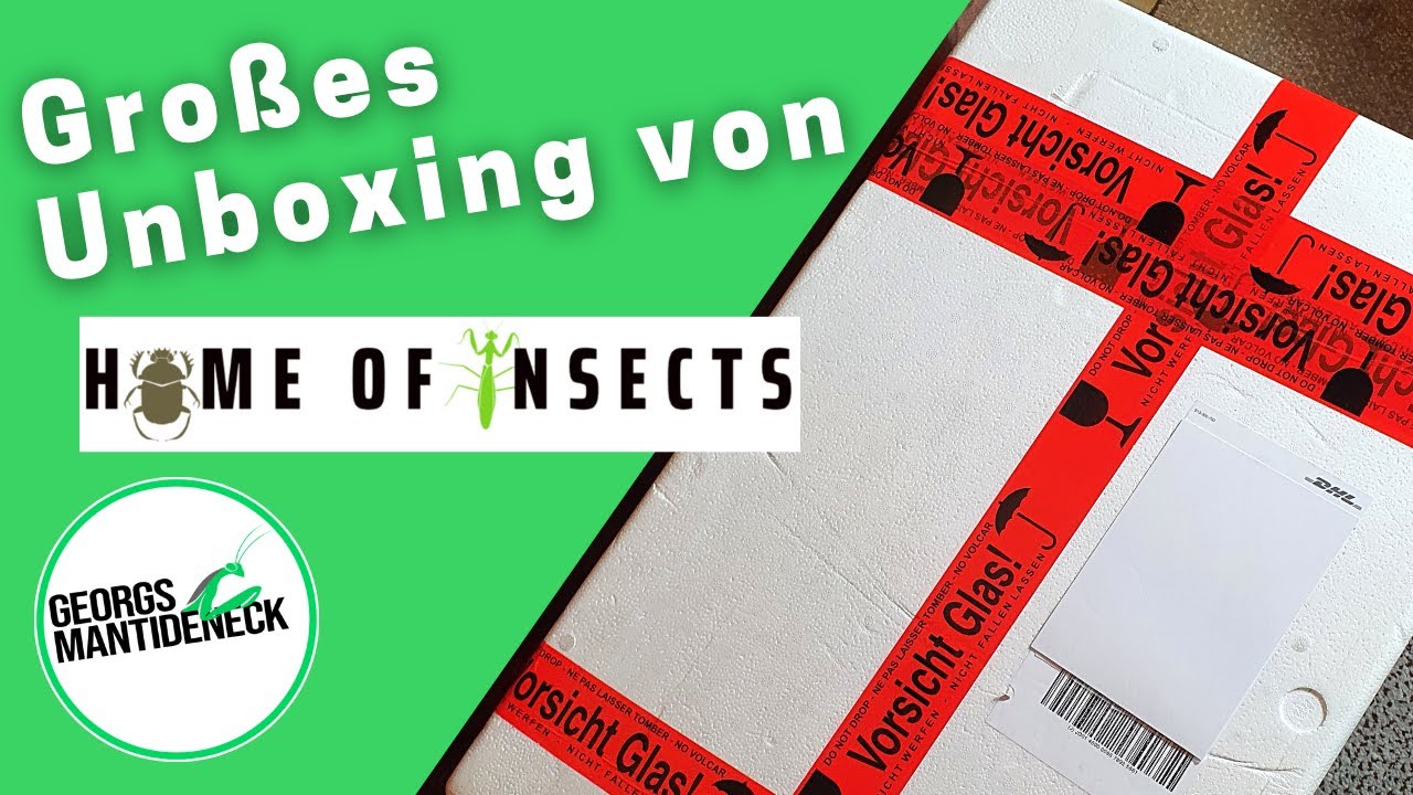 Großes Unboxing Von Home Of Insects Mantis Starter Set Youtube