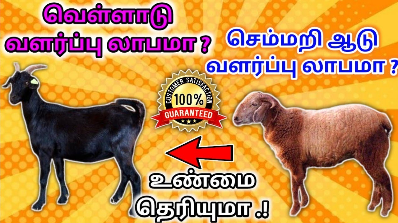 வெள்ளாடு வளர்ப்பில் அதிக லாபமா? செம்மறிஆடு வளர்ப்பில் லாபமா How to ...