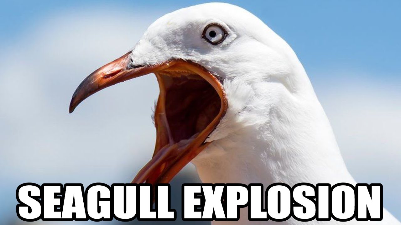 Seagull Explosion ... a new form of Spontaneous Self-Combustion ! - YouTube