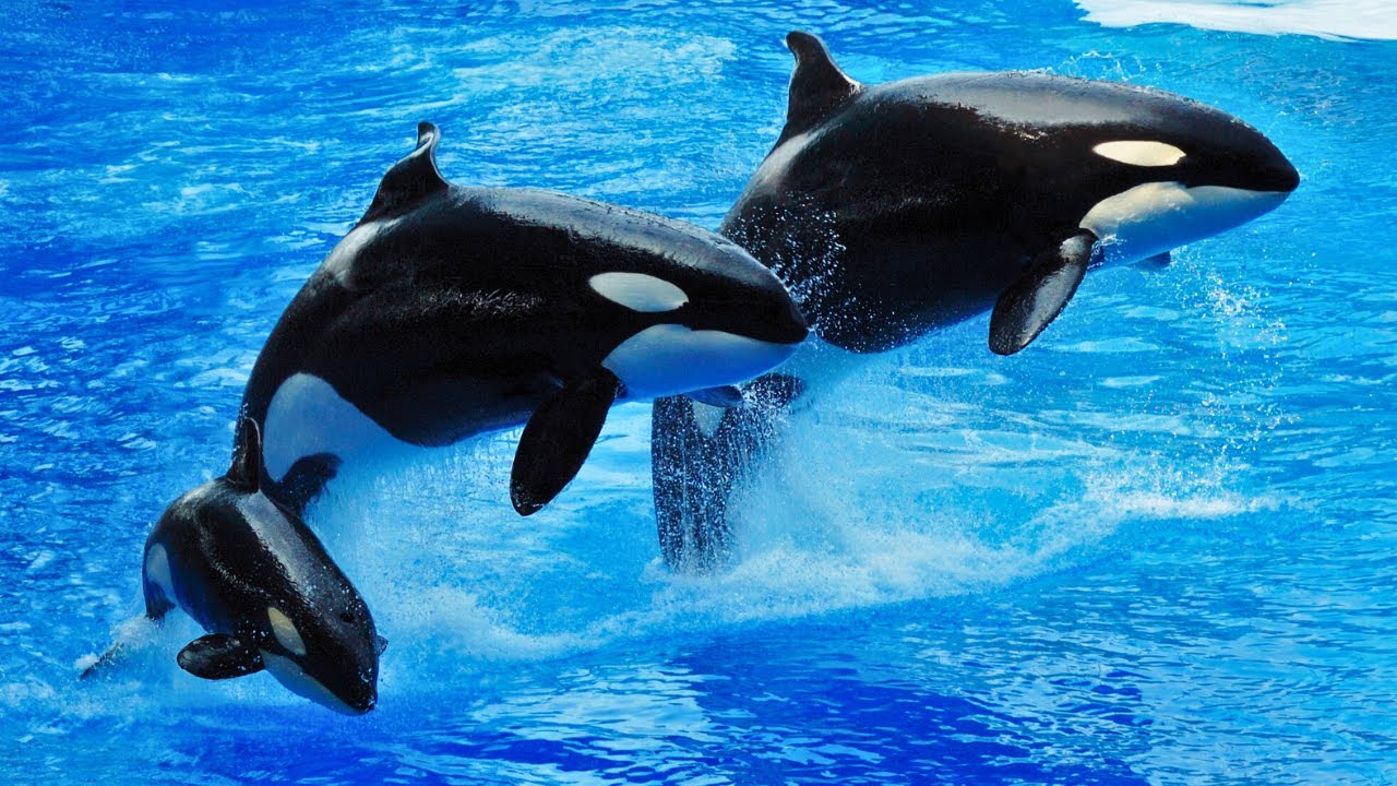 Orca: Behind the Powerful Majesty of the Killer Whale - YouTube