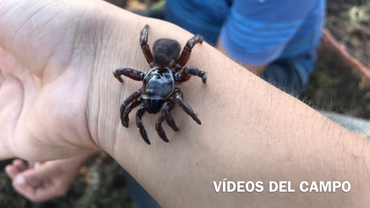 La araña pica caballo. - YouTube