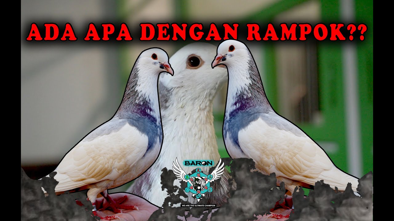 PERKEMBANGAN KONDISI RAMPOK TERKINI - YouTube