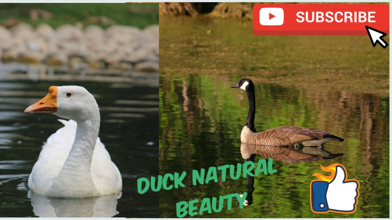 Meditation#Duck#Natural Beauty - YouTube