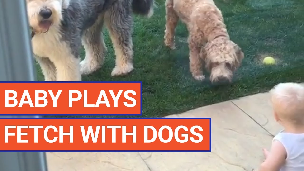 Baby Plays Fetch with Puppies Video 2016 | Daily Heart Beat - YouTube