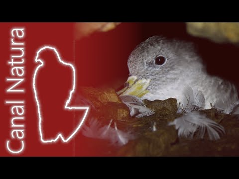 Pardela cenicienta mediterránea (Calonectris diomedea) Scopoli’s Shearwater 4K