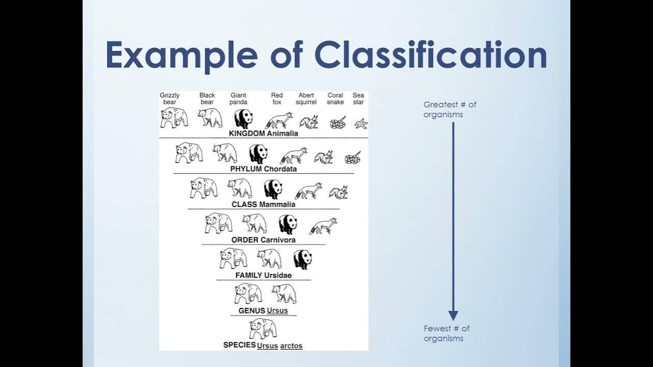 LS 2-2 Intro to classification - YouTube