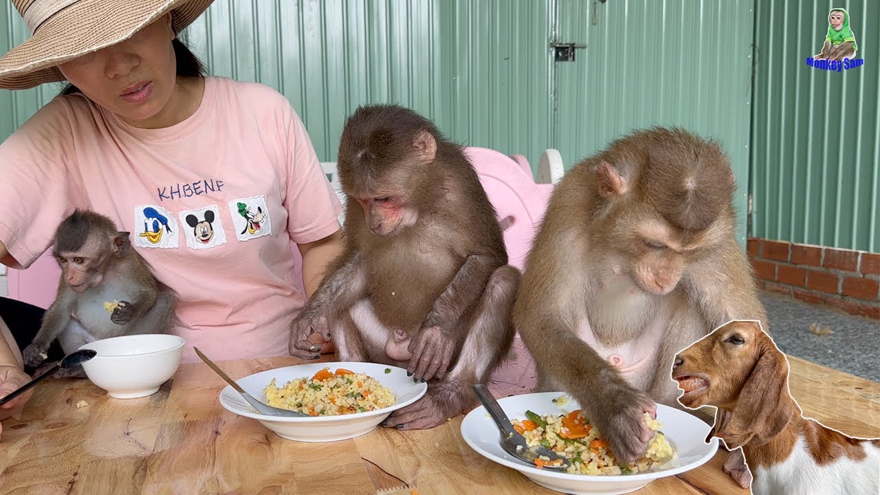 Monkeys and the baby goat will eat today - YouTube