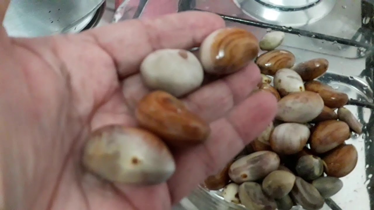 Como fazer semente de jaca para comer/ receita de semente de jaca - YouTube