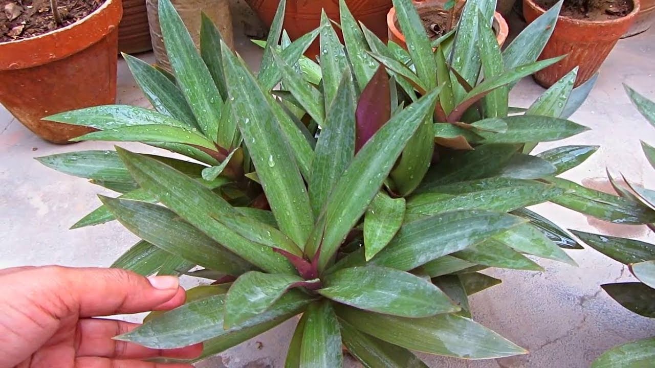 Rhoeo Plant Summer Caring Tips - YouTube