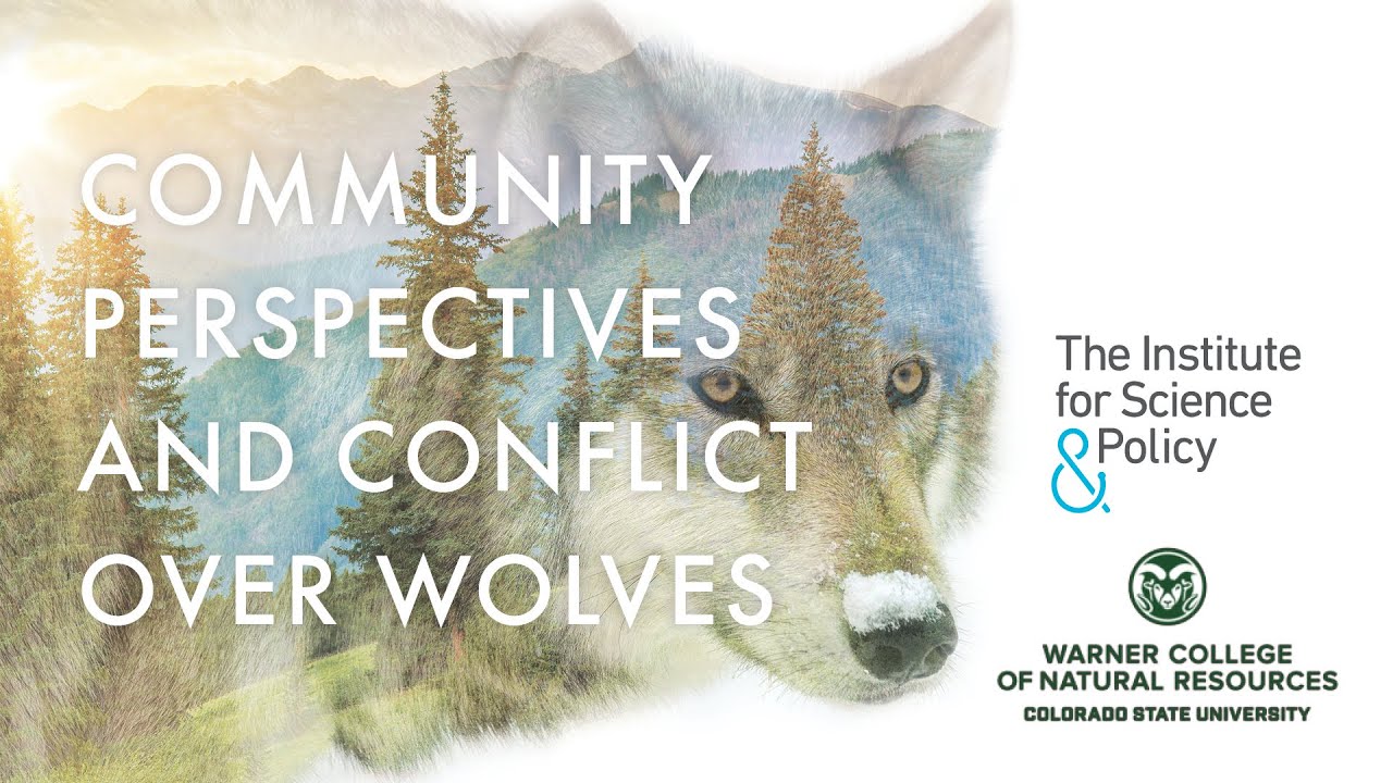 Community Perspectives & Conflict Over Wolves - YouTube