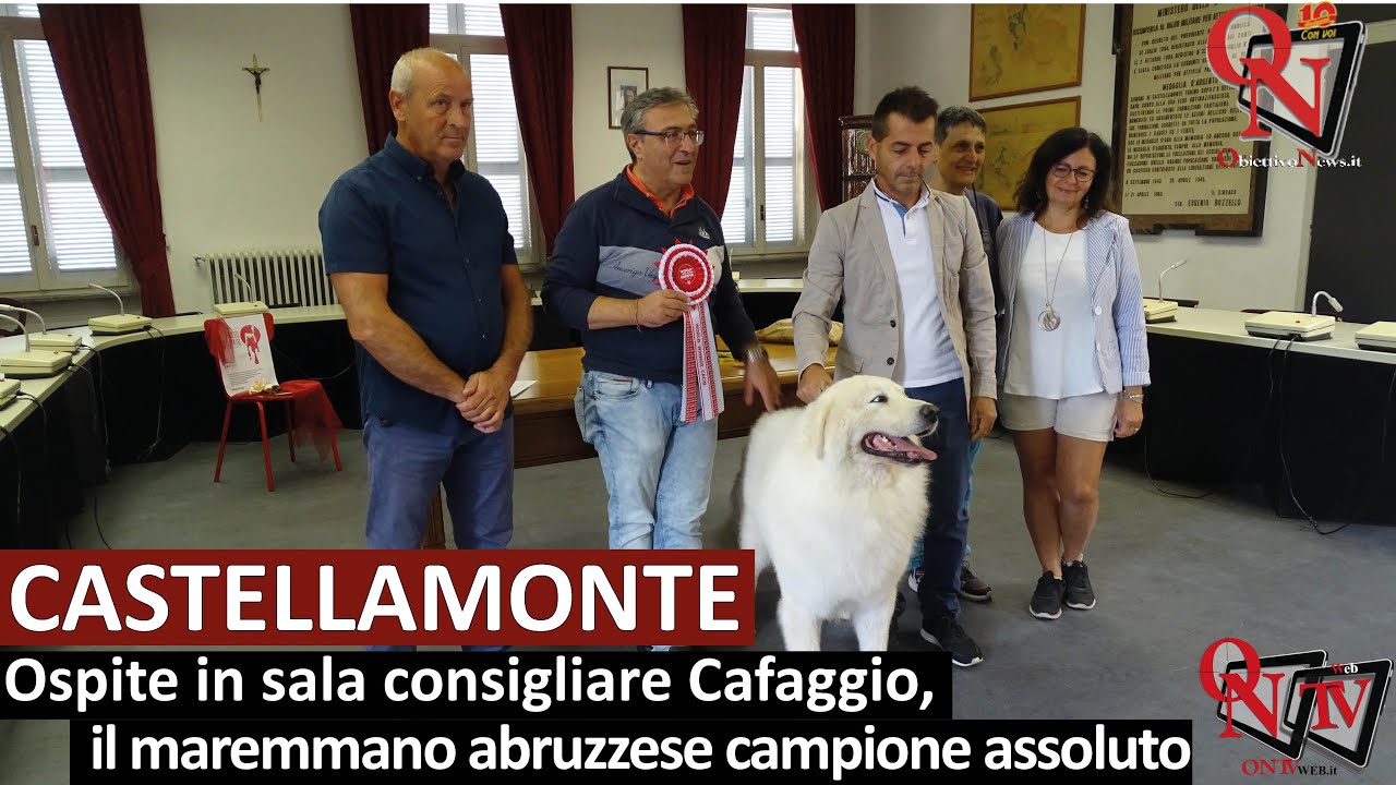 CASTELLAMONTE - Ospite in sala consigliare Cafaggio, il maremmano abruzzese campione assoluto ...