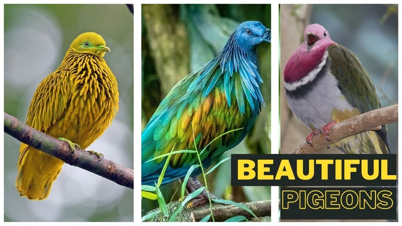 Most Beautiful Pigeons in the World | Colorful Pigeons - YouTube