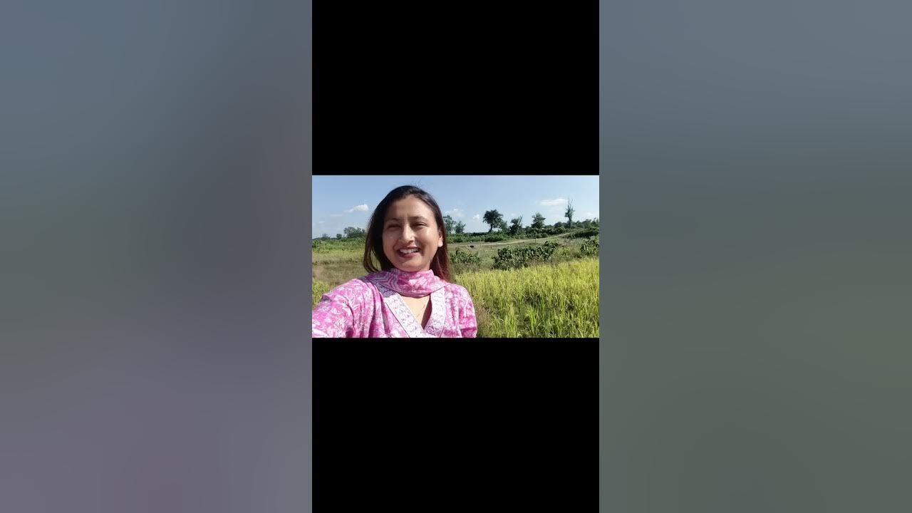 Dhanko khet ma achanak video shoot garim dhan ko khet all time favourite - YouTube