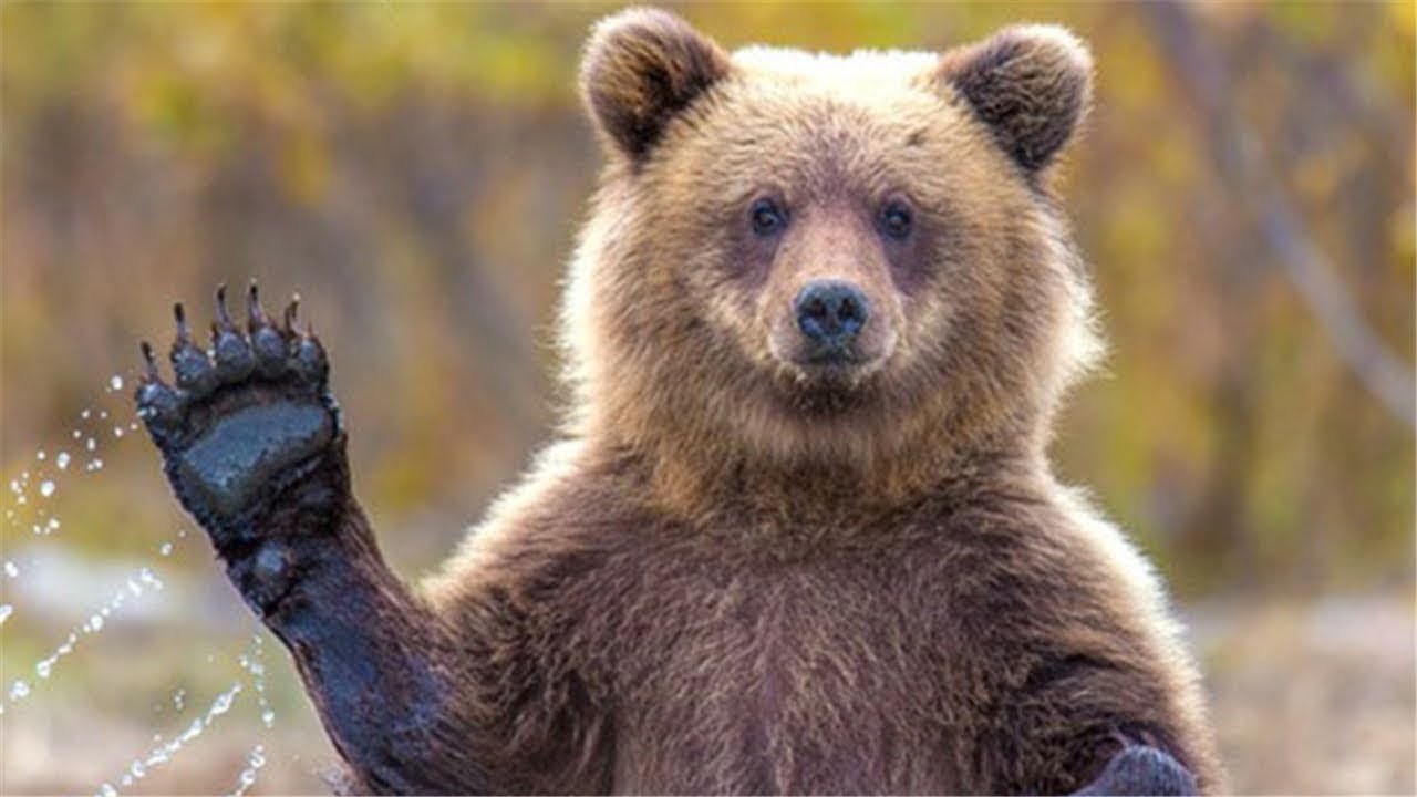 狗熊模擬器Bear Simulator 鯉魚Ace - YouTube